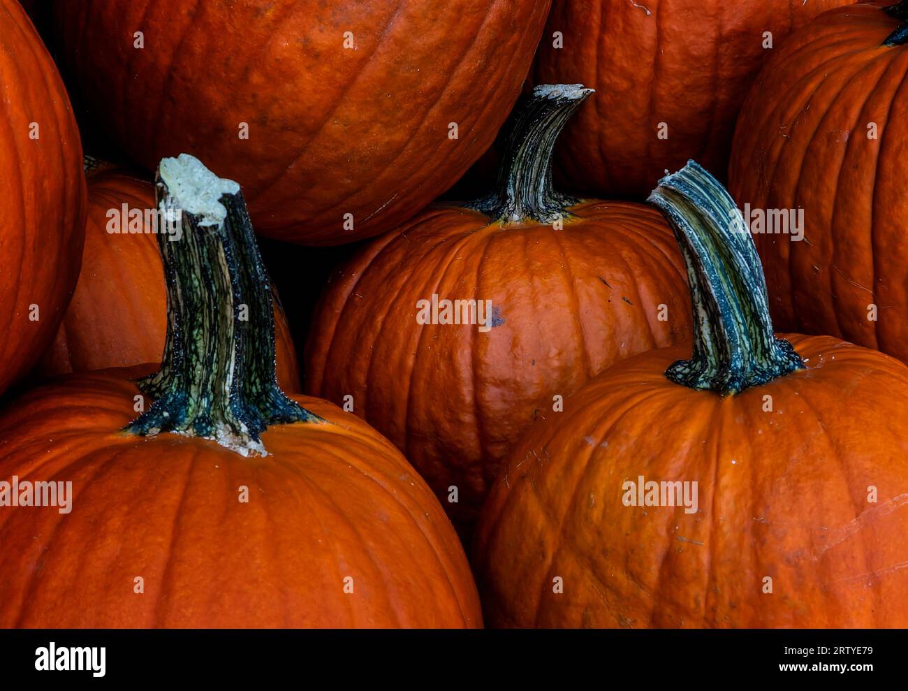 Pumpkins ready for autumn on display in September Stock Photo - Alamy