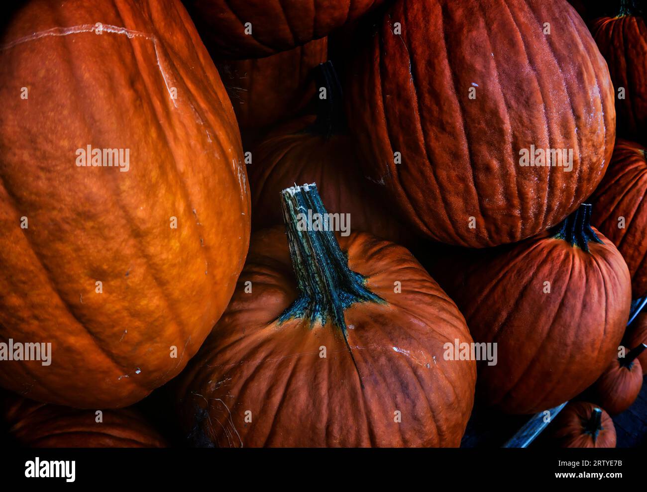 Pumpkins ready for autumn on display in September Stock Photo - Alamy