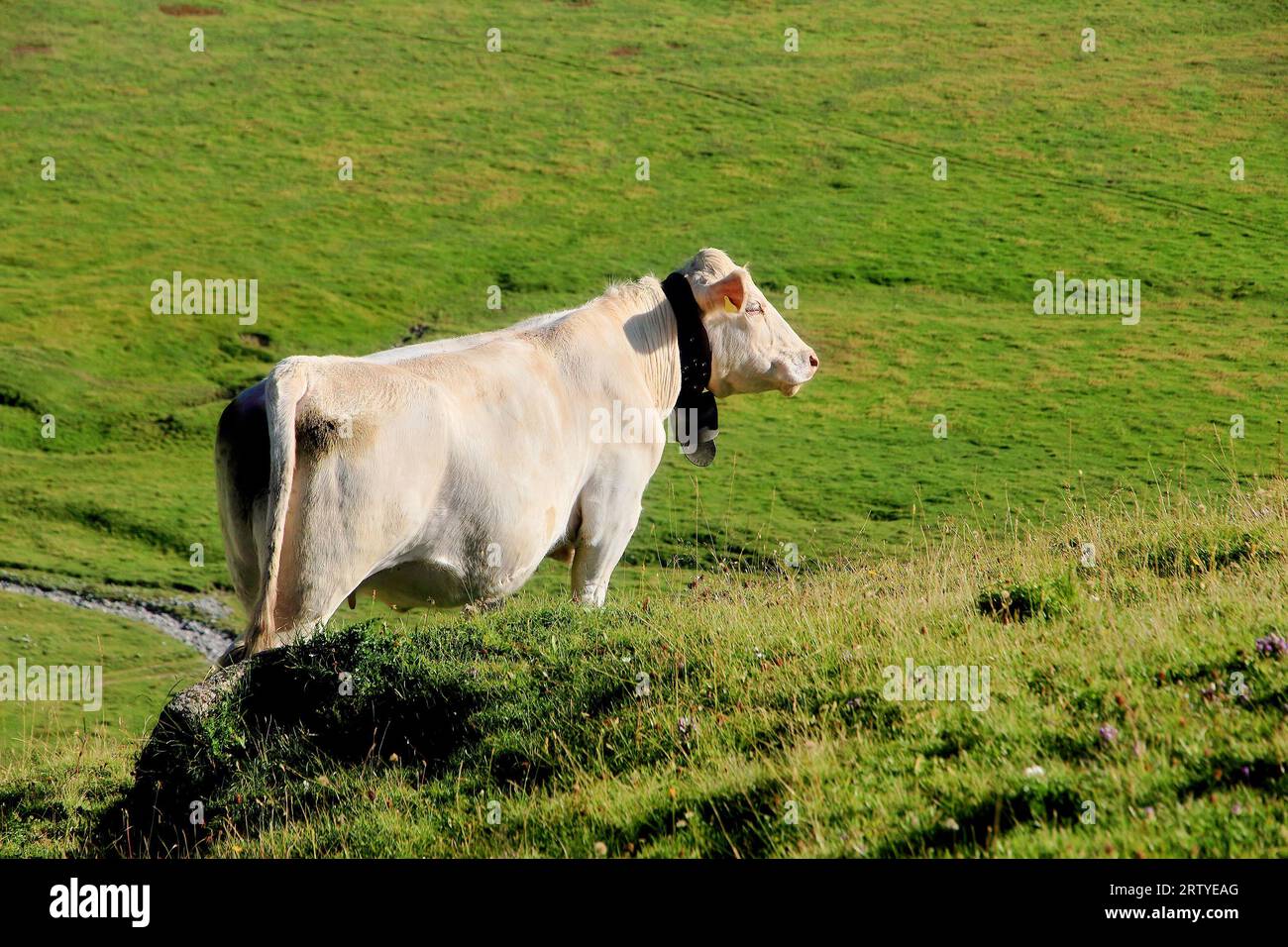 White cow on a hill on a background of green grass meadow. High alpine ...