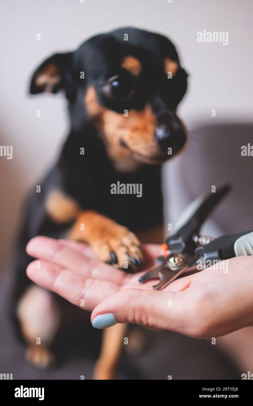 Process cutting dog claw hi-res stock photography and images - Alamy