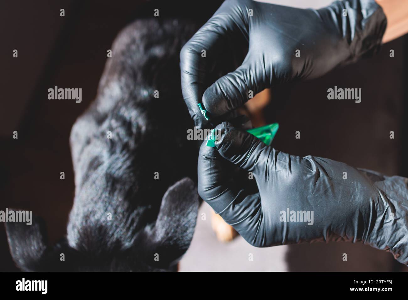 Applying flea treatment dog hi-res stock photography and images - Alamy