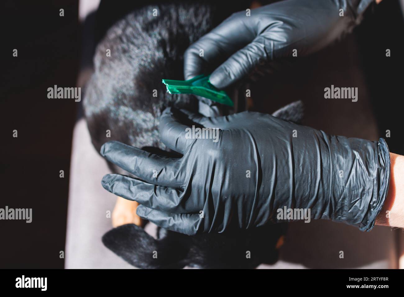 Applying flea treatment dog hi-res stock photography and images - Alamy