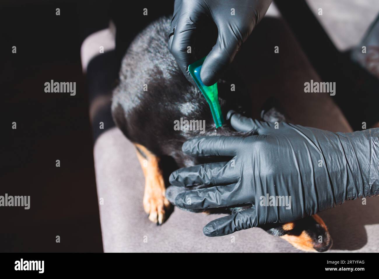 Applying flea treatment dog hi-res stock photography and images - Alamy