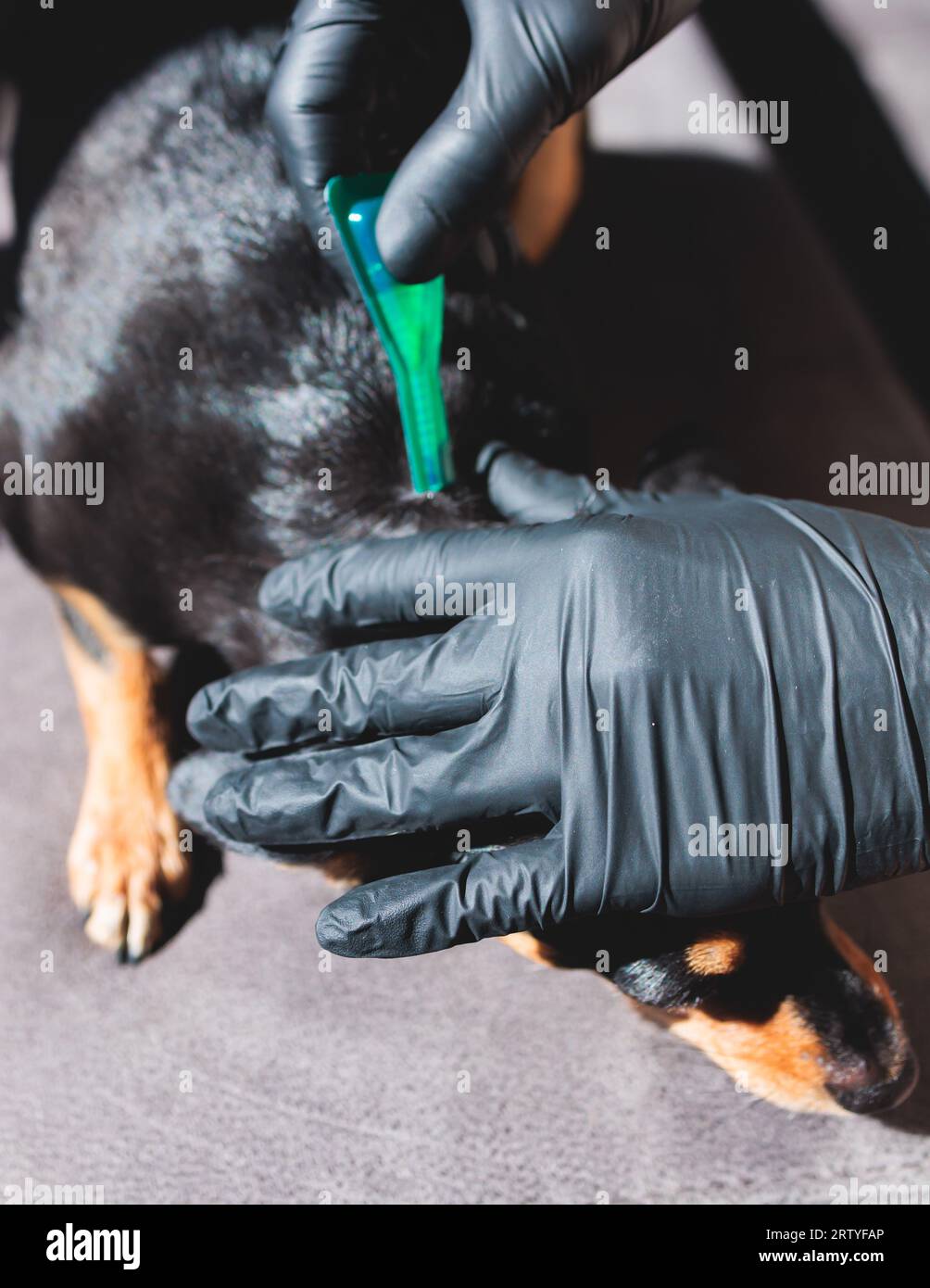 Applying flea treatment dog hi-res stock photography and images - Alamy