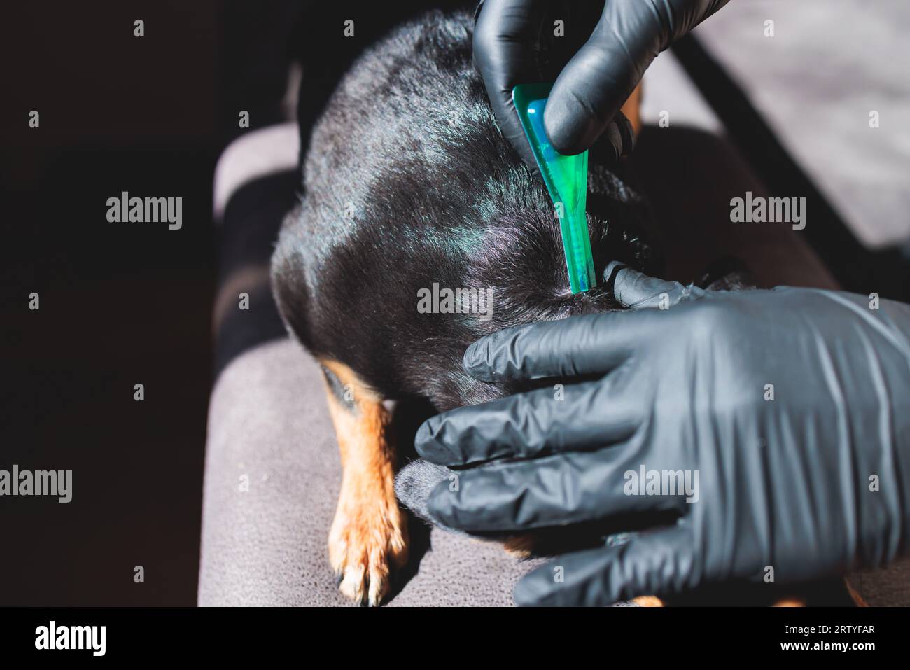 Applying flea treatment dog hi-res stock photography and images - Alamy