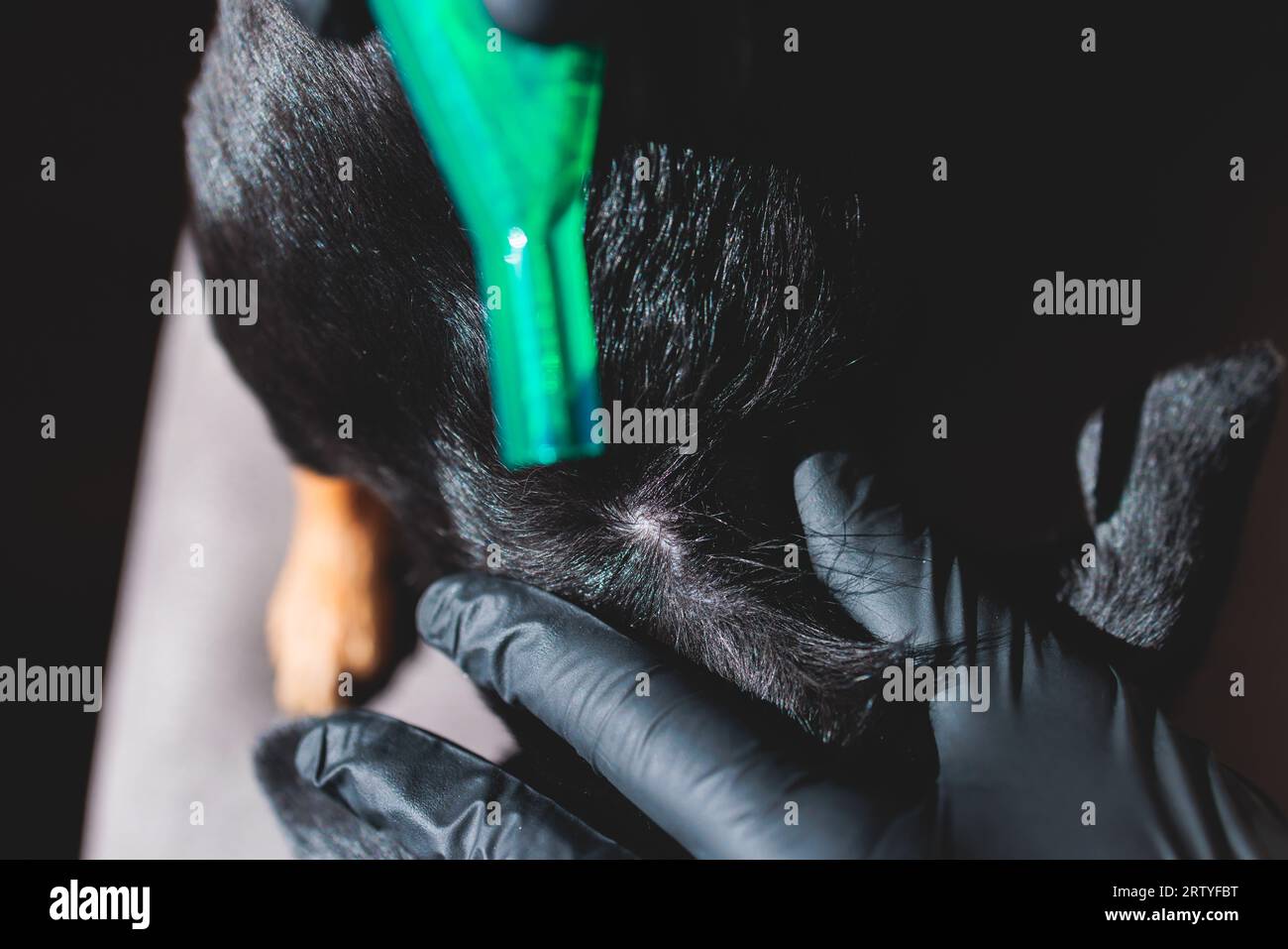 Applying flea treatment dog hi-res stock photography and images - Alamy