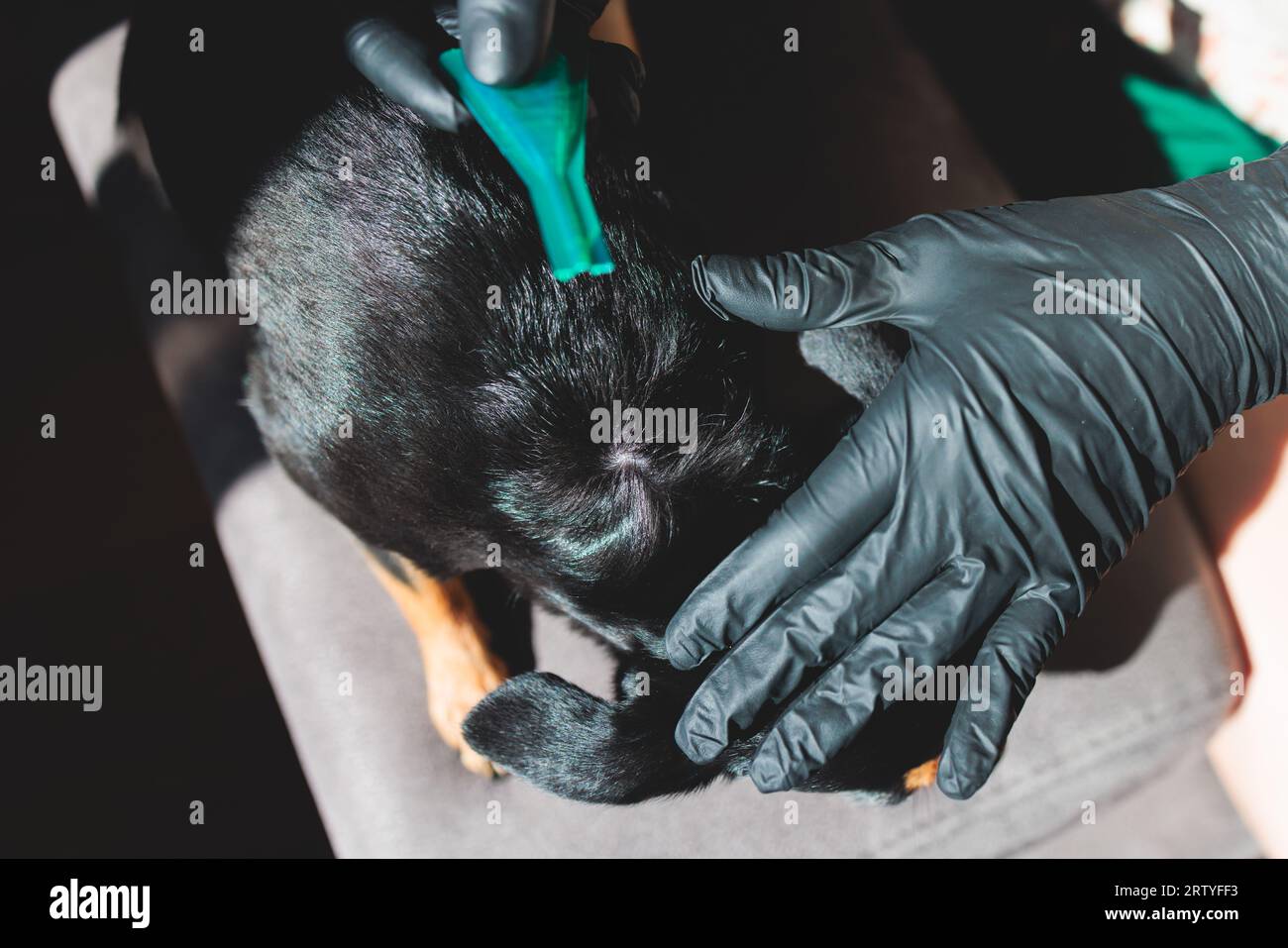Applying flea treatment dog hi-res stock photography and images - Alamy