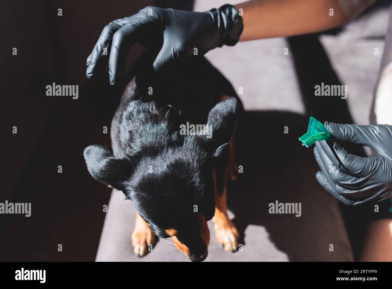 Applying flea treatment dog hi-res stock photography and images - Alamy