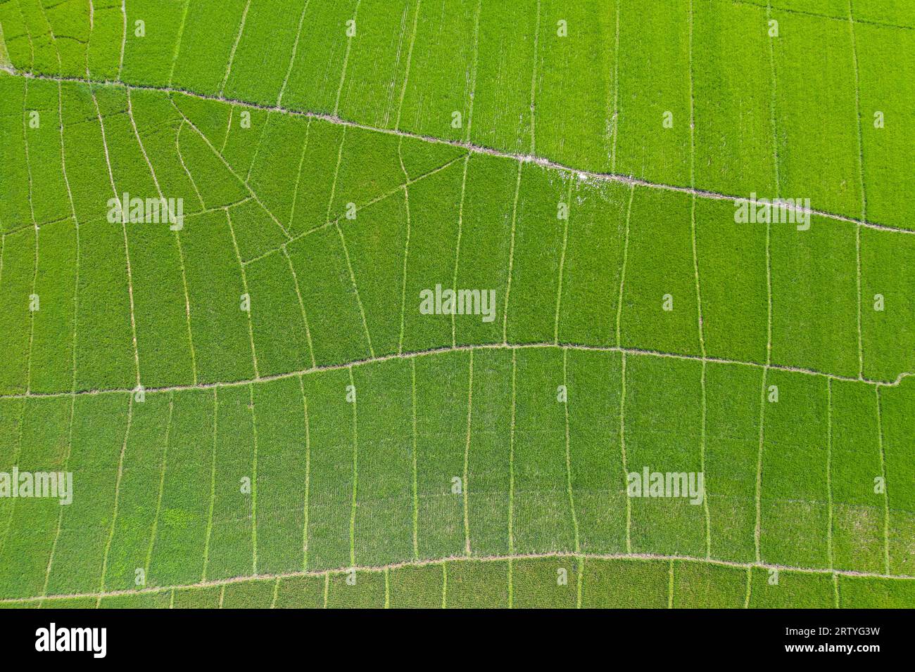 Aerial view of green paddy field at Jamalganj in Sunamganj, Bangladesh ...