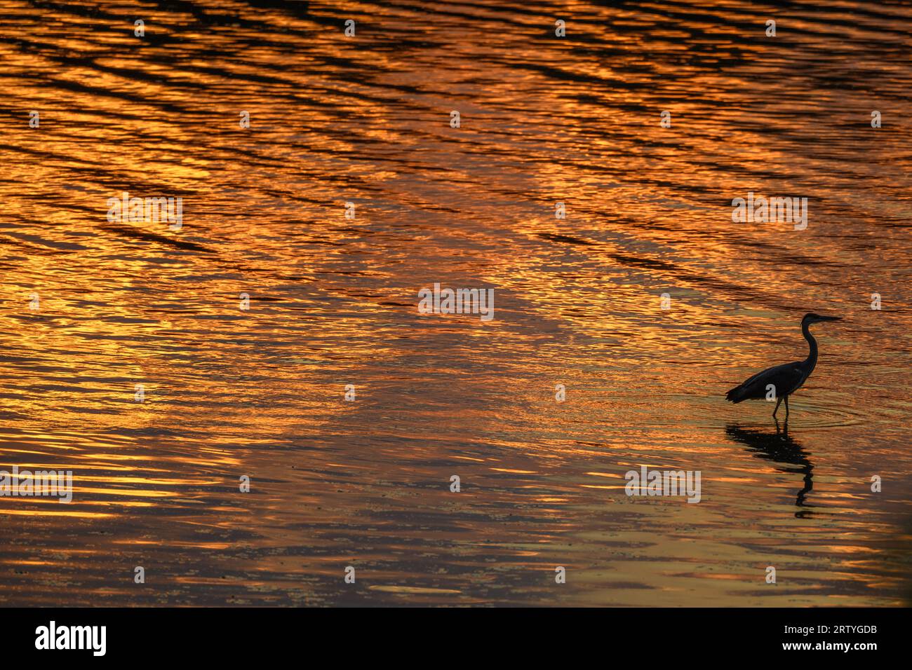 Silhouette of a gray heron (Ardea cinerea) on the banks of the Rhine at ...