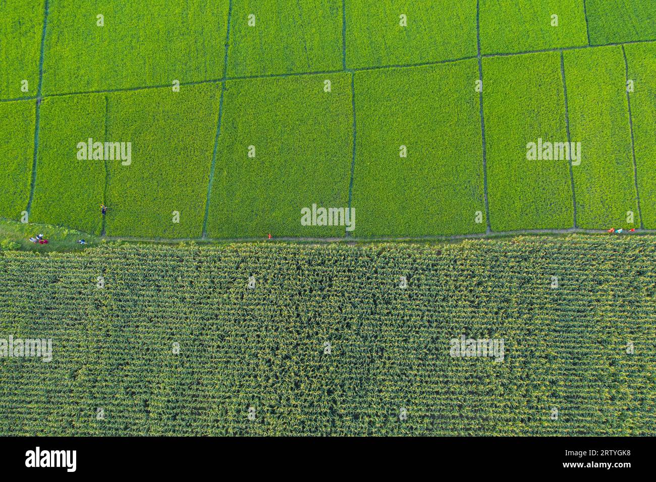 Aerial view green corn field hi-res stock photography and images - Alamy
