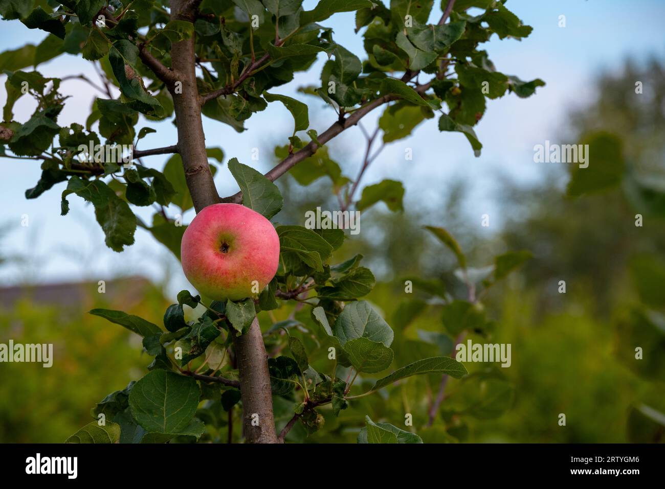 Delicious ripe apple hanging on an apple tree branch Stock Photo - Alamy