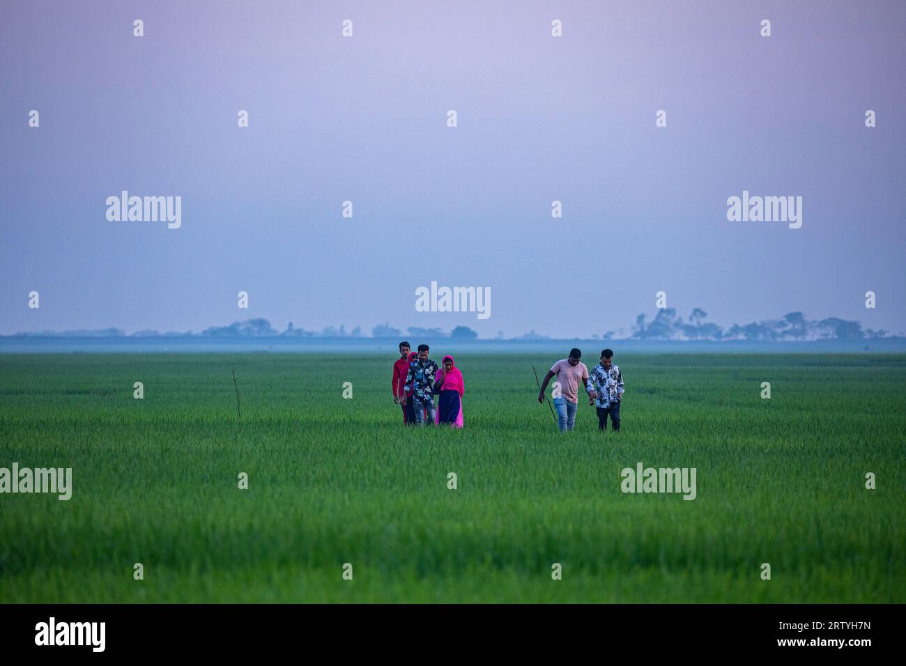 Rural people walking through a green paddy field at Jamalganj in ...