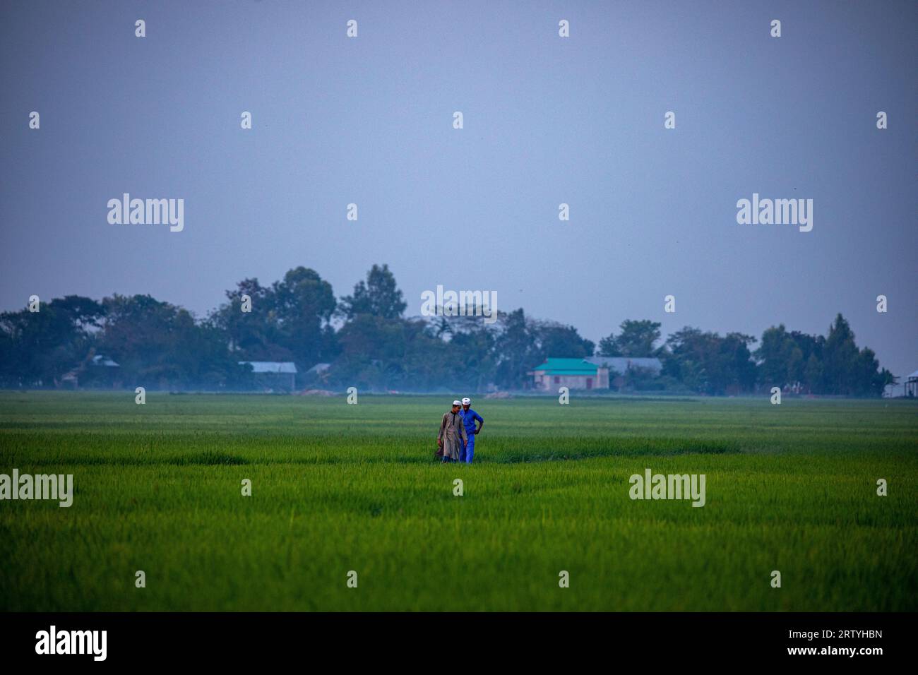 Aerial view foggy rice field hi-res stock photography and images - Alamy