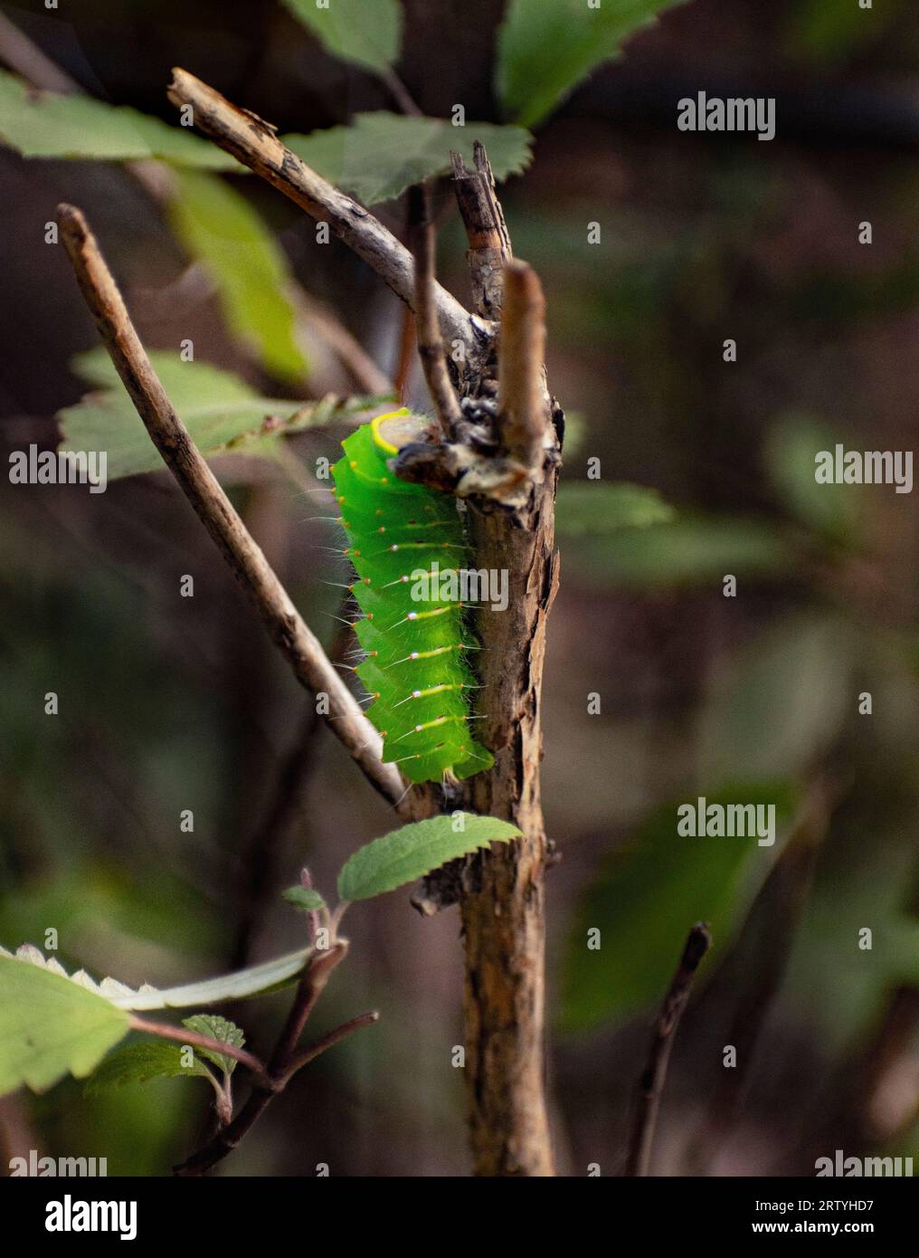 Bug fanatic hi-res stock photography and images - Alamy