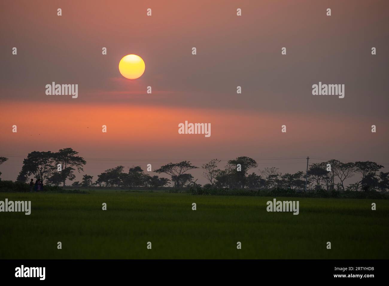 Sunset view over paddy hi-res stock photography and images - Alamy