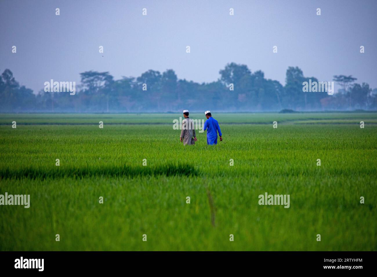 Aerial view foggy rice field hi-res stock photography and images - Alamy
