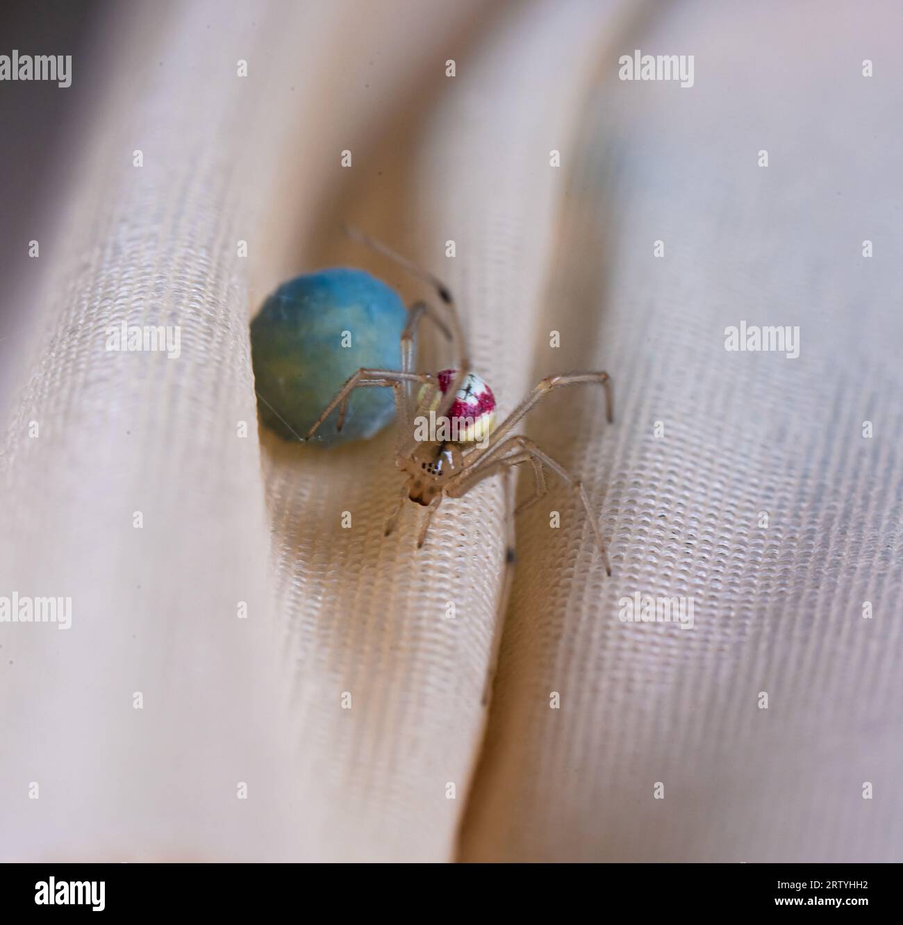 Red and white Common candy-striped spider Enoplognatha ovata watching ...