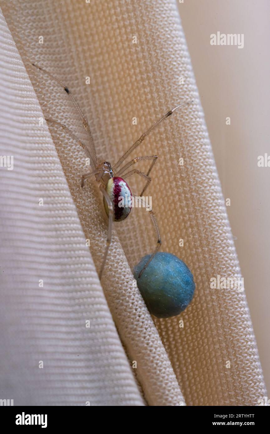 Red and white Common candy-striped spider Enoplognatha ovata watching ...