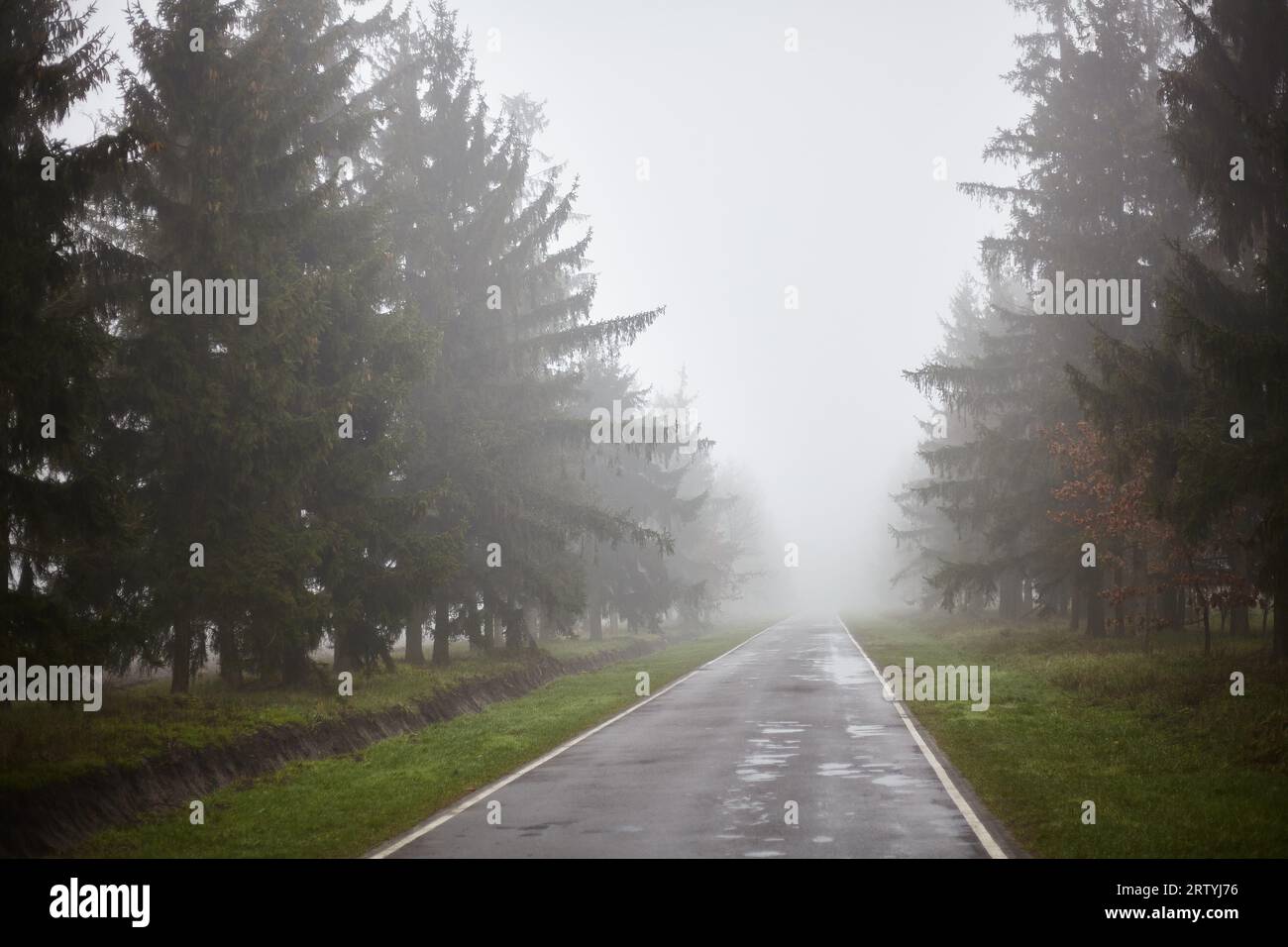 Moon above pine trees hi-res stock photography and images - Alamy