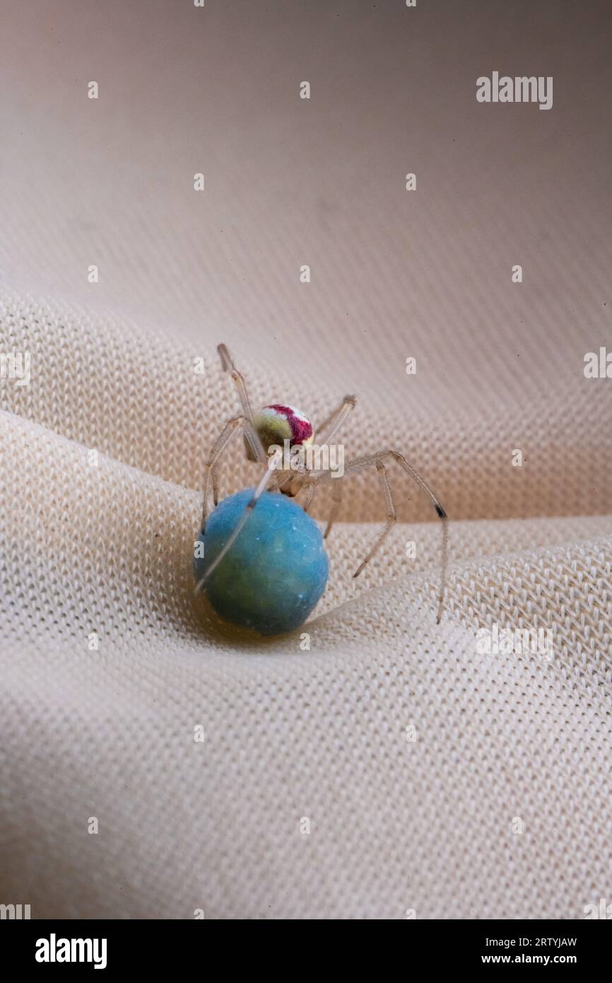 Red and white Common candy-striped spider Enoplognatha ovata watching ...