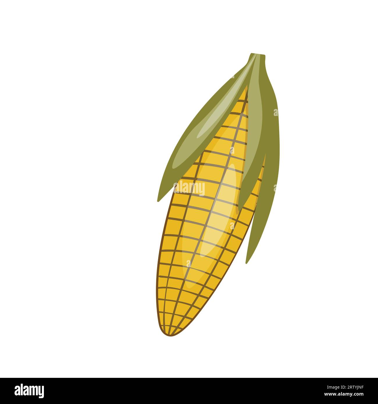 Sweet golden corn isolated on white background. Summer farm design ...