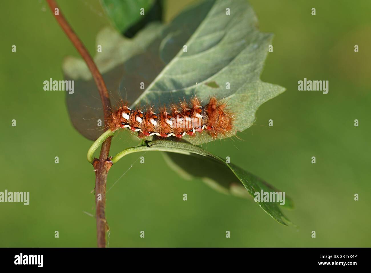 Closeup. Caterpillar of the knot grass moth (Acronicta rumicis), Family ...