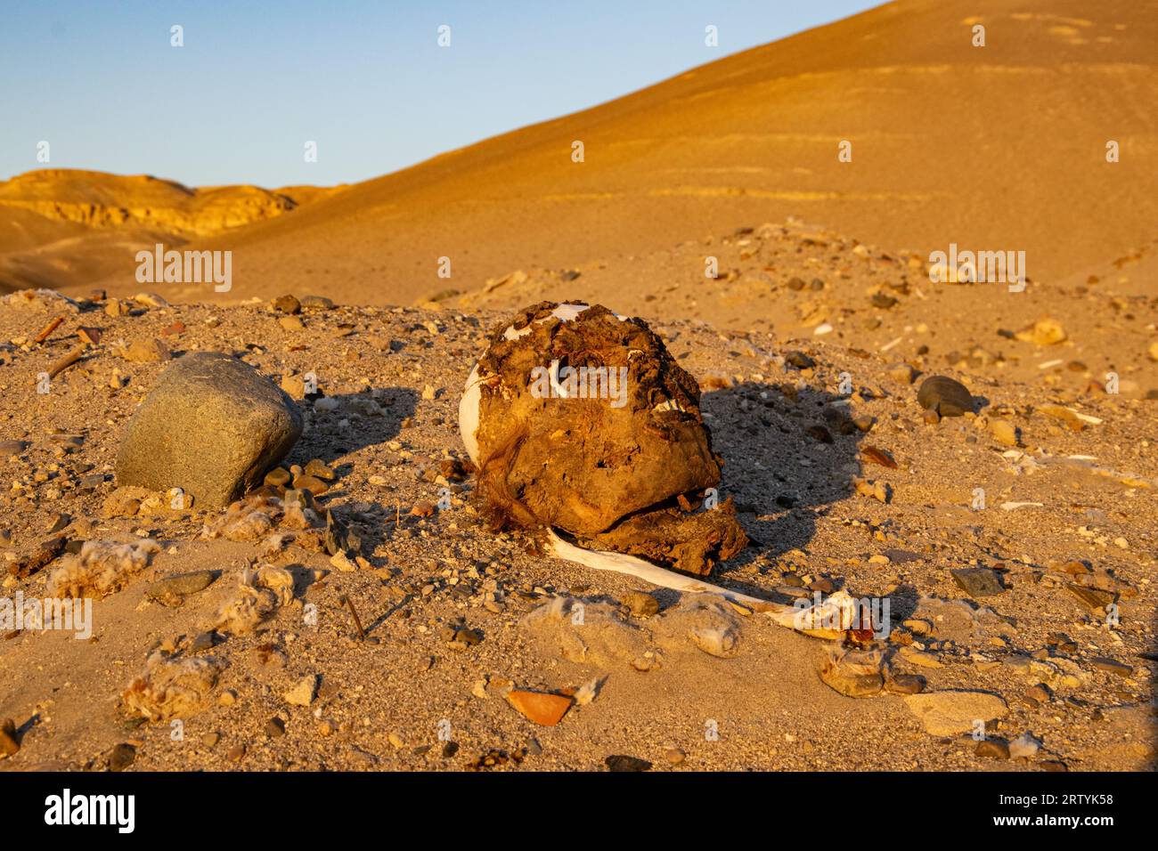 Nazca mummy on a looted cemetary Stock Photo - Alamy