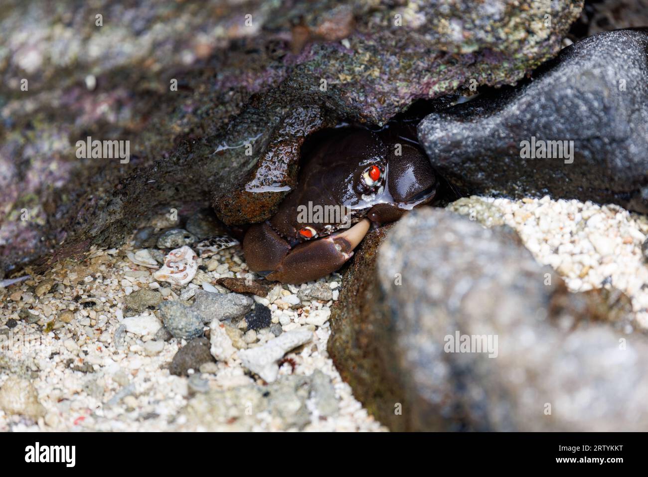 crab hiding in the hole of a rock Stock Photo - Alamy