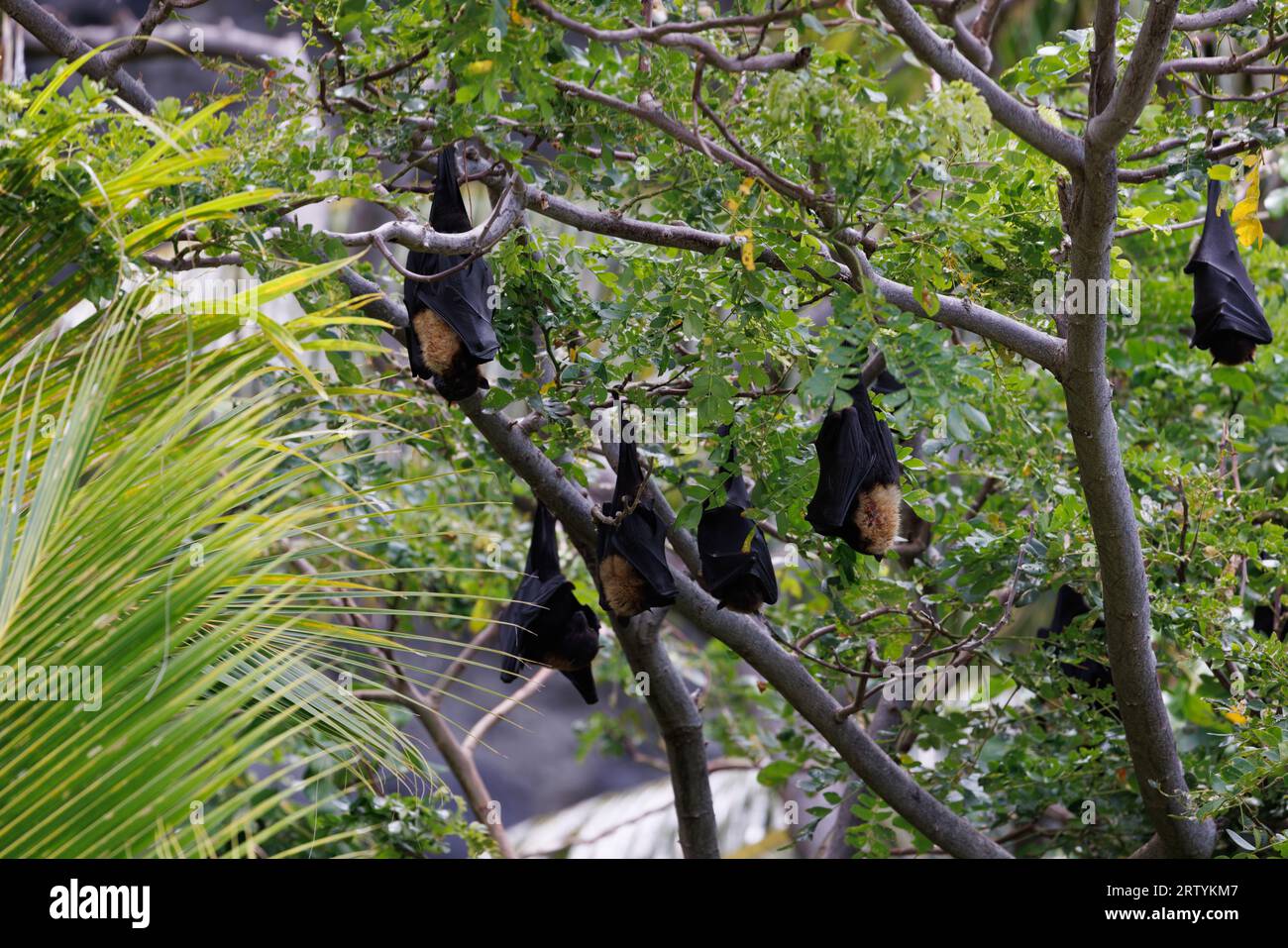 Bats hanging animals hi-res stock photography and images - Alamy