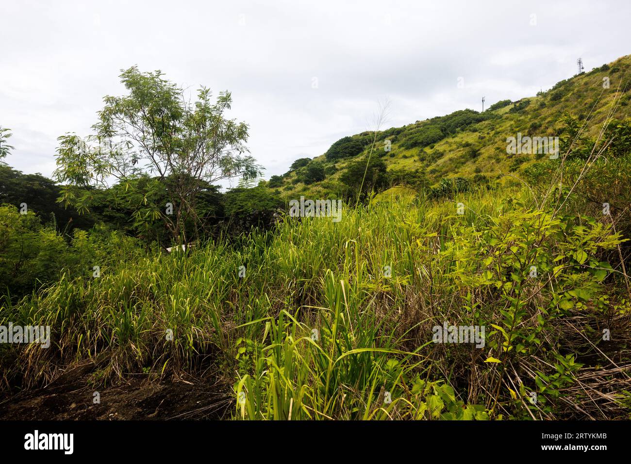 Fiji rainforest hi-res stock photography and images - Alamy
