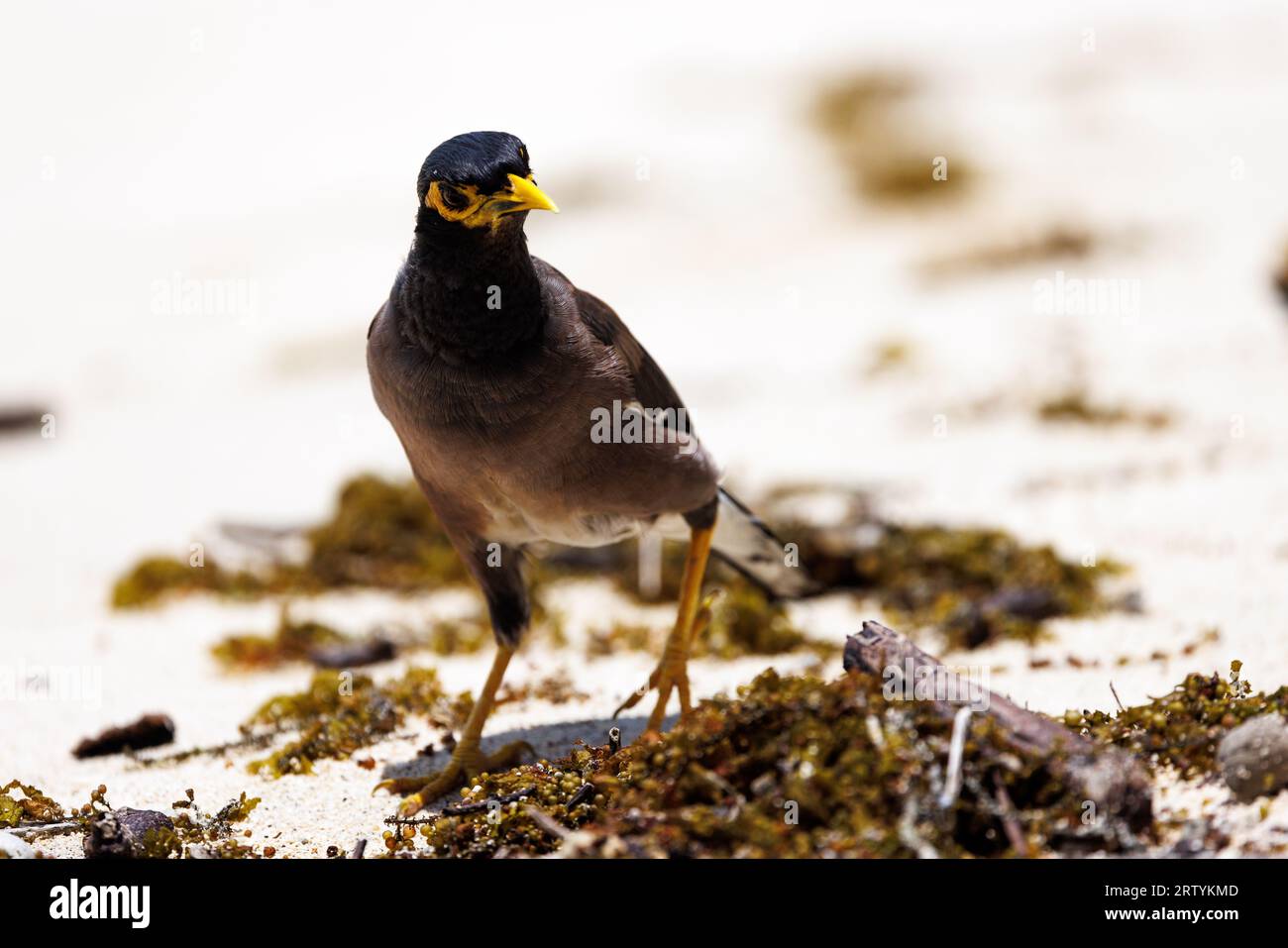Posing on the beach hi-res stock photography and images - Alamy