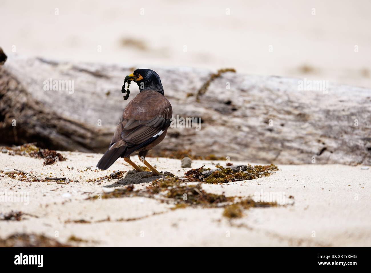 common myna with food in the beak Stock Photo - Alamy