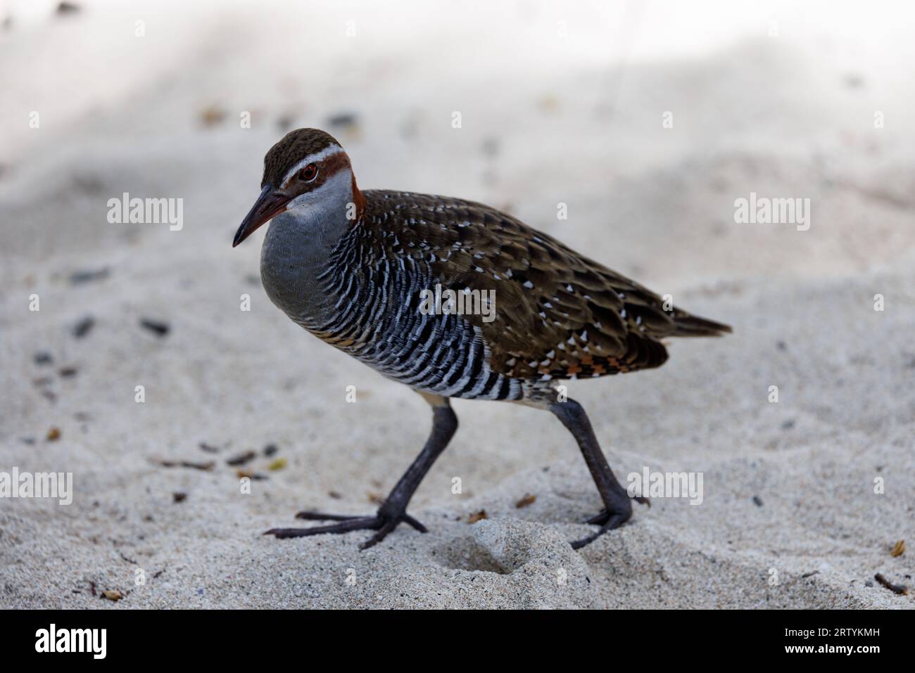 Striding legs hi-res stock photography and images - Alamy