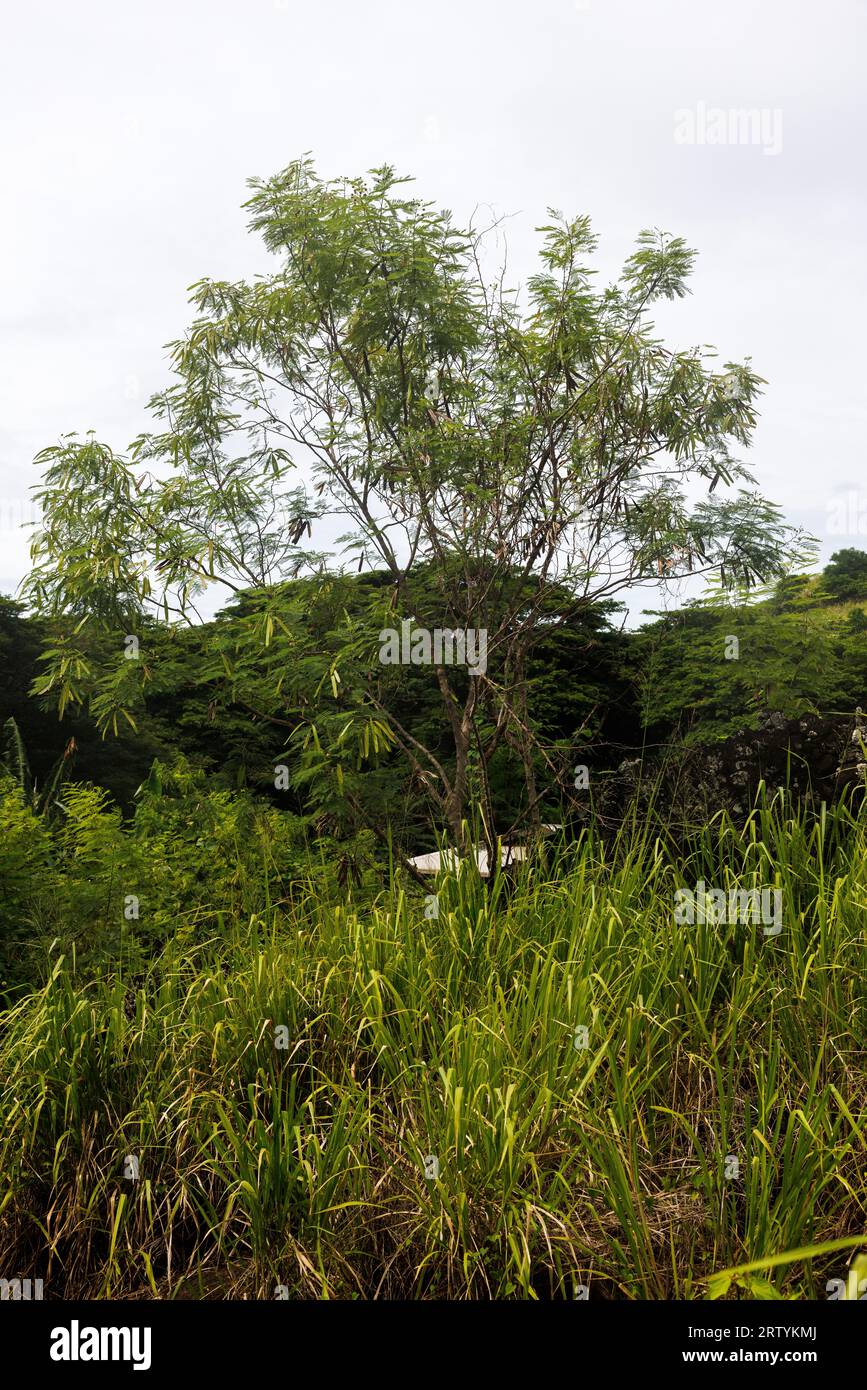 green tree in the mountains of fiji Stock Photo - Alamy