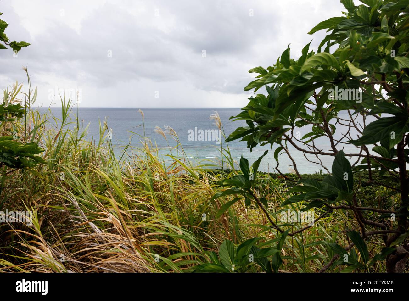 grass and trees by the ocean, fiji Stock Photo - Alamy