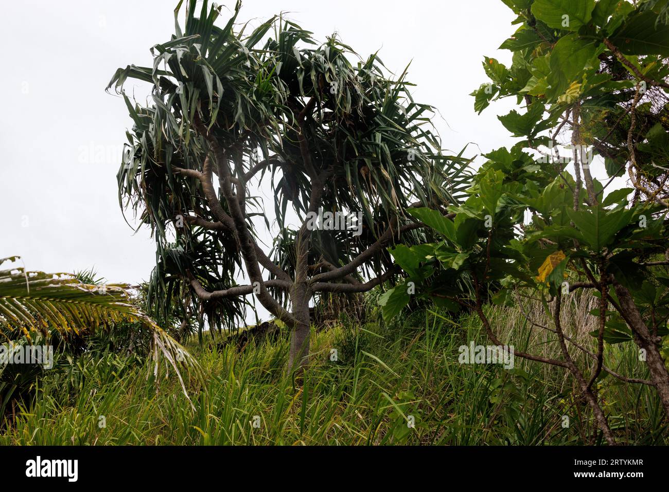 green tree on the side of fijian mountain Stock Photo - Alamy