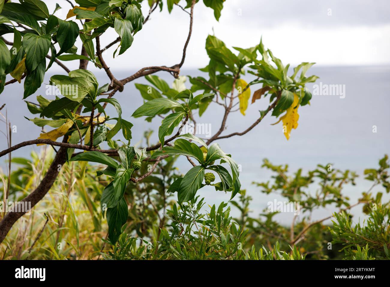 Fiji farm hi-res stock photography and images - Alamy