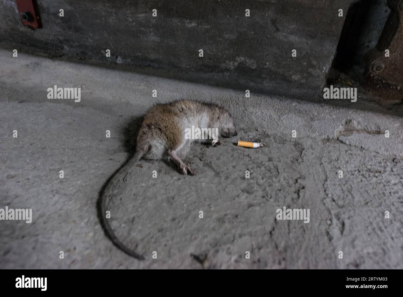 Dead rat by a cigarette butt on concrete floor Stock Photo - Alamy