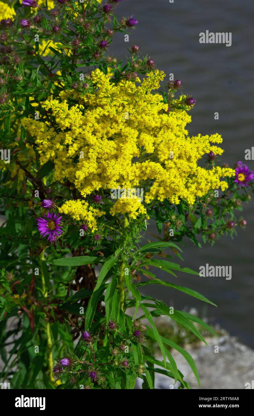 Ontariogoldenrod hi-res stock photography and images - Alamy