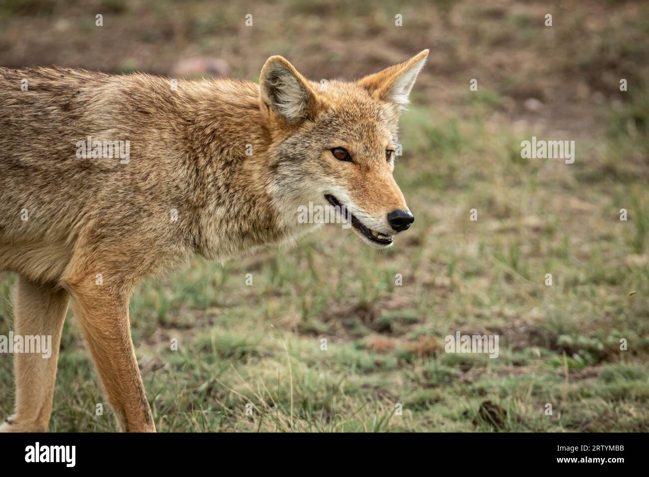 young coyote staring while hunting Stock Photo - Alamy