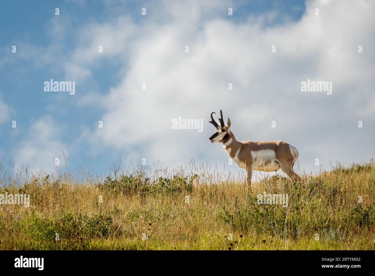 Pronghorn antelope standing on hi-res stock photography and images - Alamy
