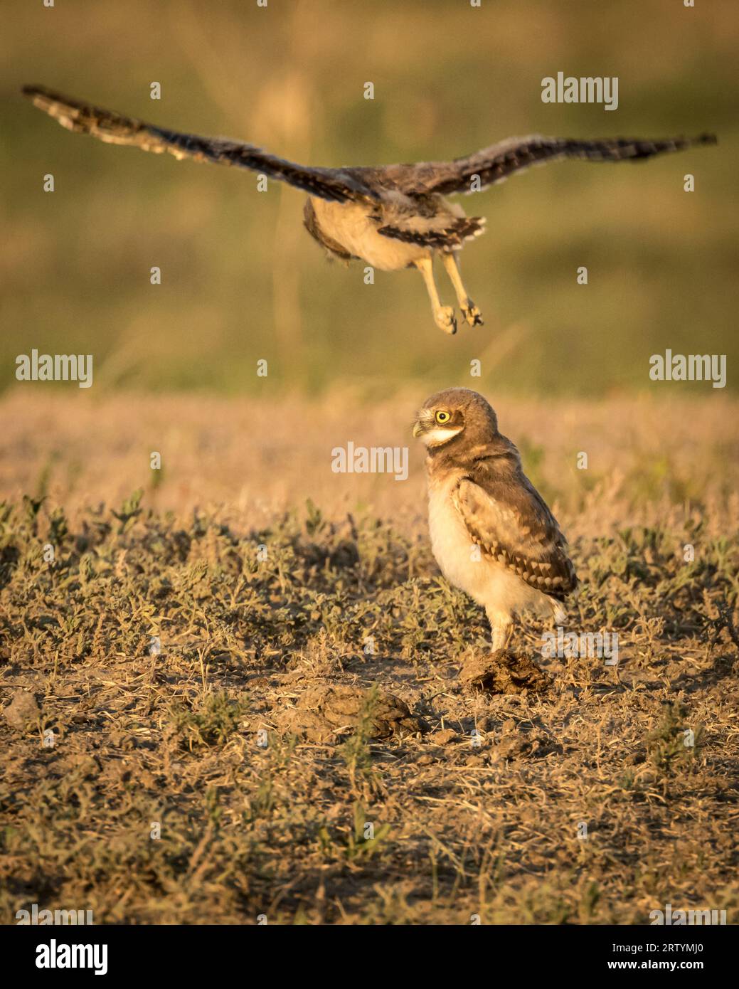 two burrowing owl owlet practicing flight Stock Photo - Alamy