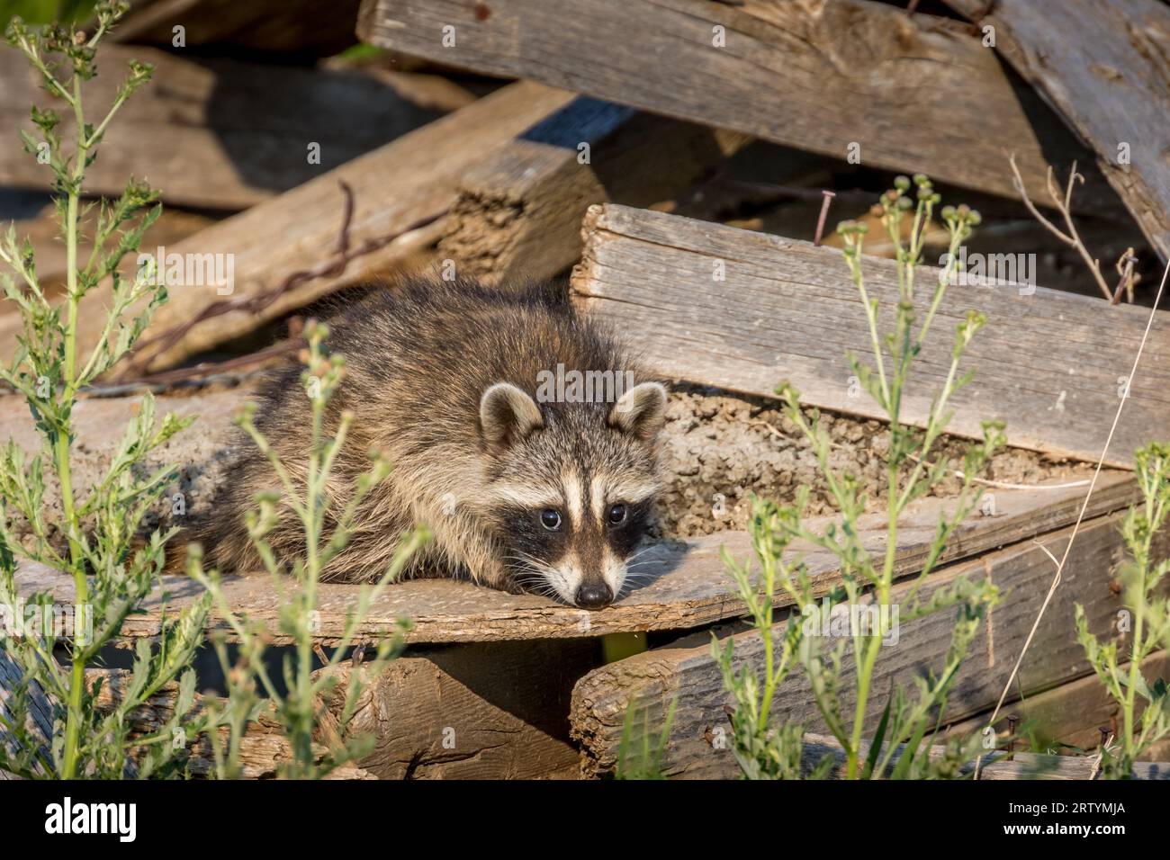 Racoon kit hiding in an old collapsed building Stock Photo - Alamy