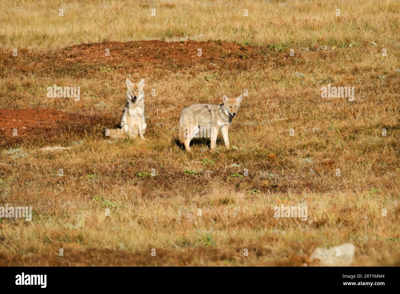 Two young coyotes on a hillside Stock Photo - Alamy