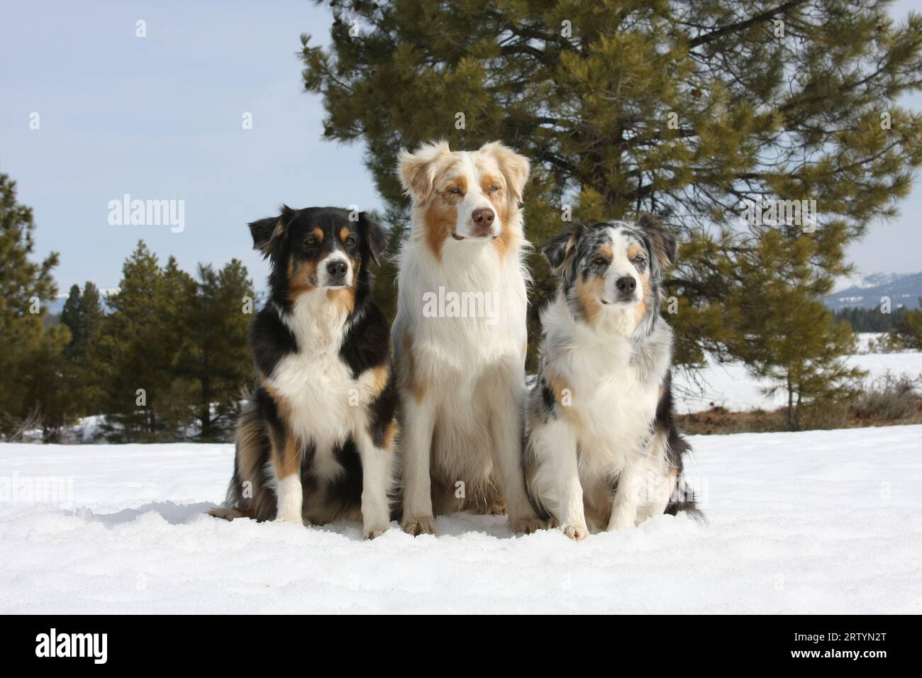 3 australian shepherd hi-res stock photography and images - Alamy