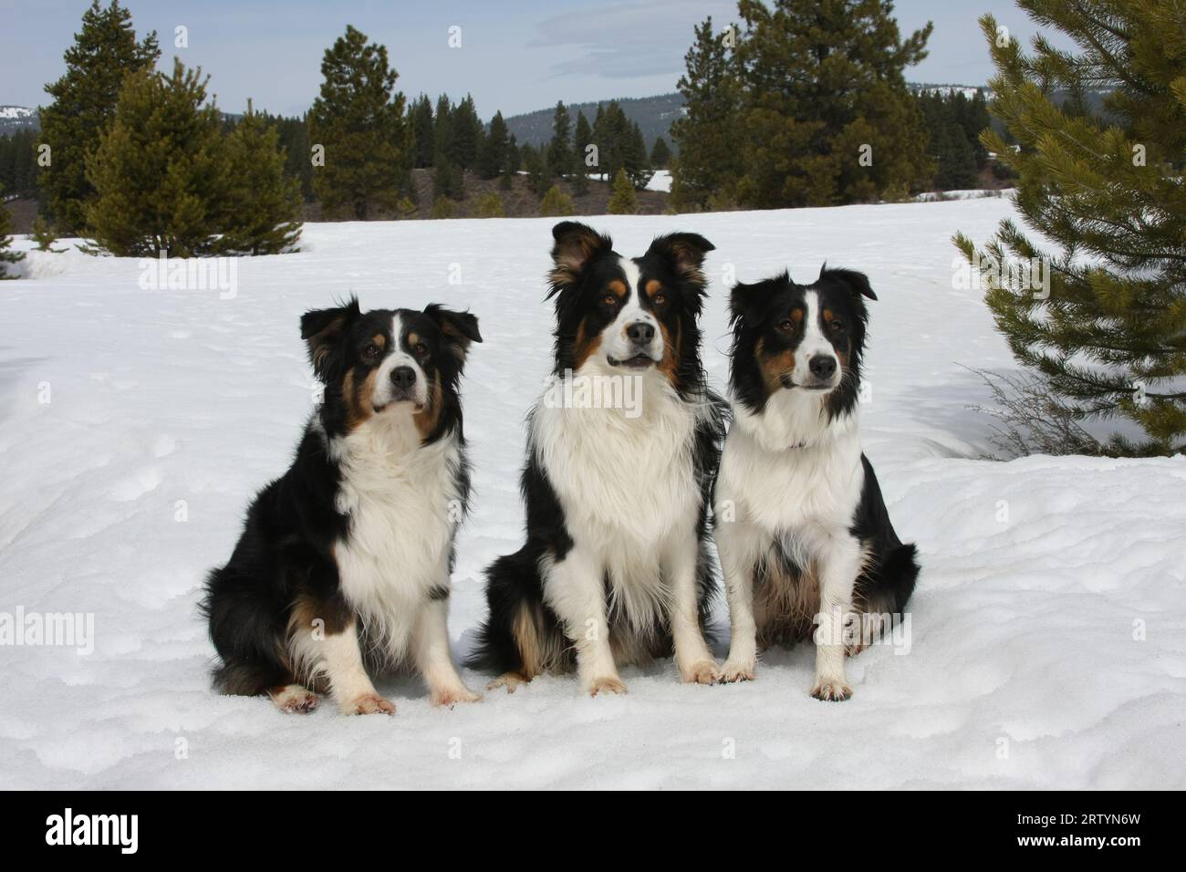 3 evergreen trees hi-res stock photography and images - Alamy