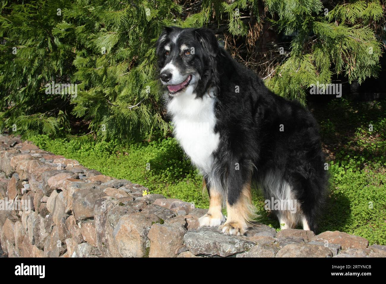 Australian Shepherd standing on a rock wall with evergreen trees in the ...