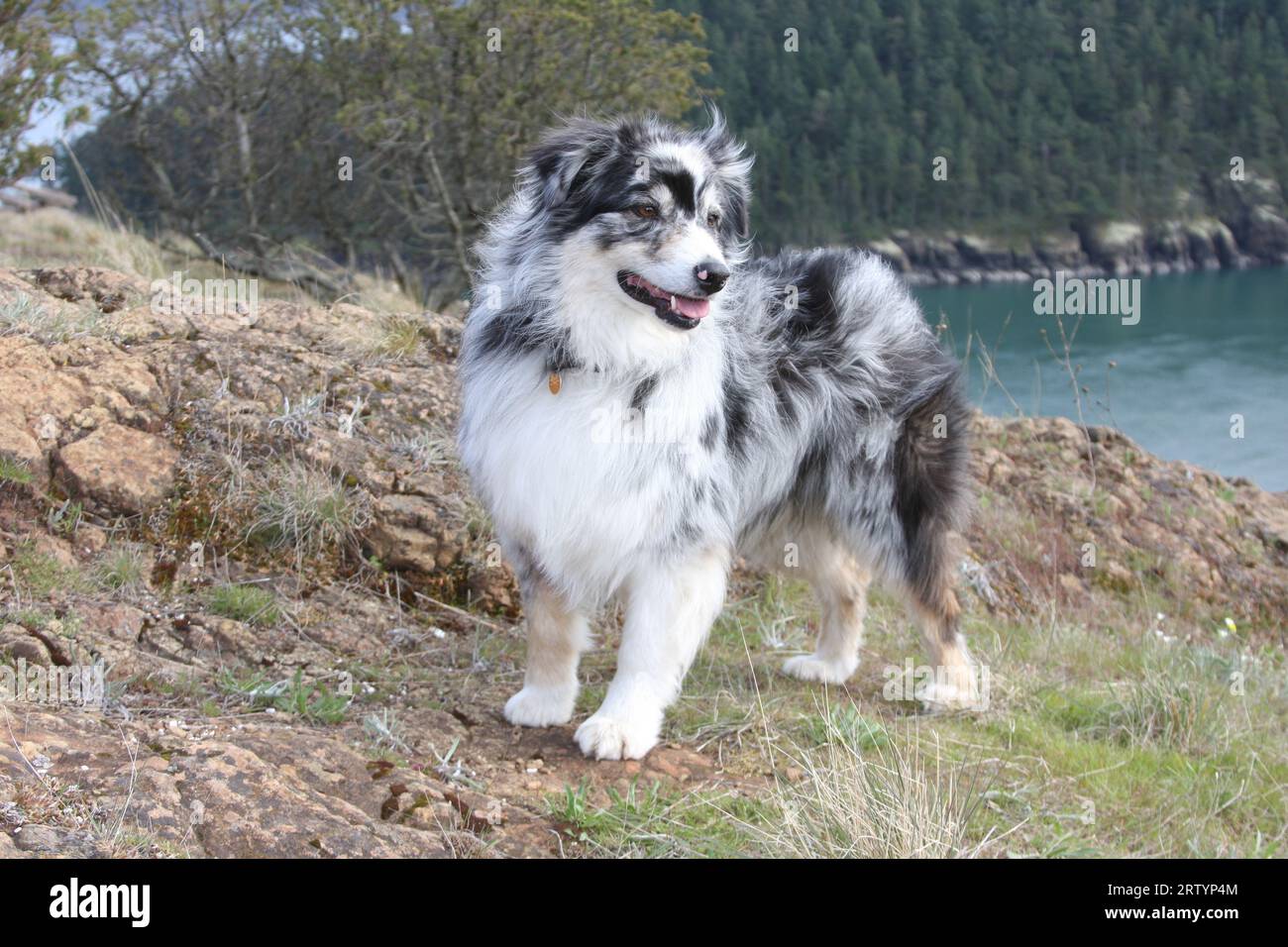 Australian sheperd hi-res stock photography and images - Alamy