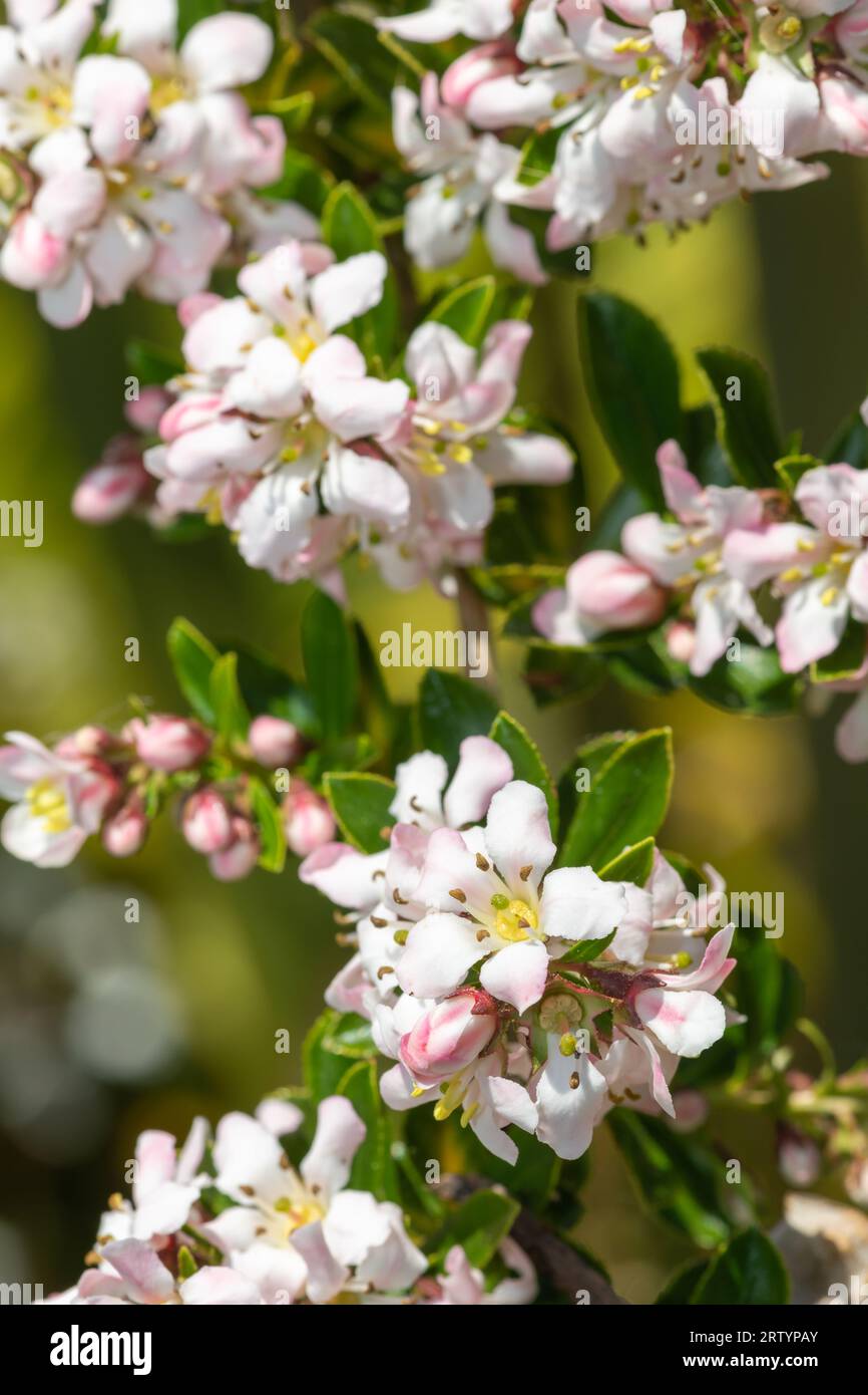 Escallonia langleyensis hi-res stock photography and images - Alamy